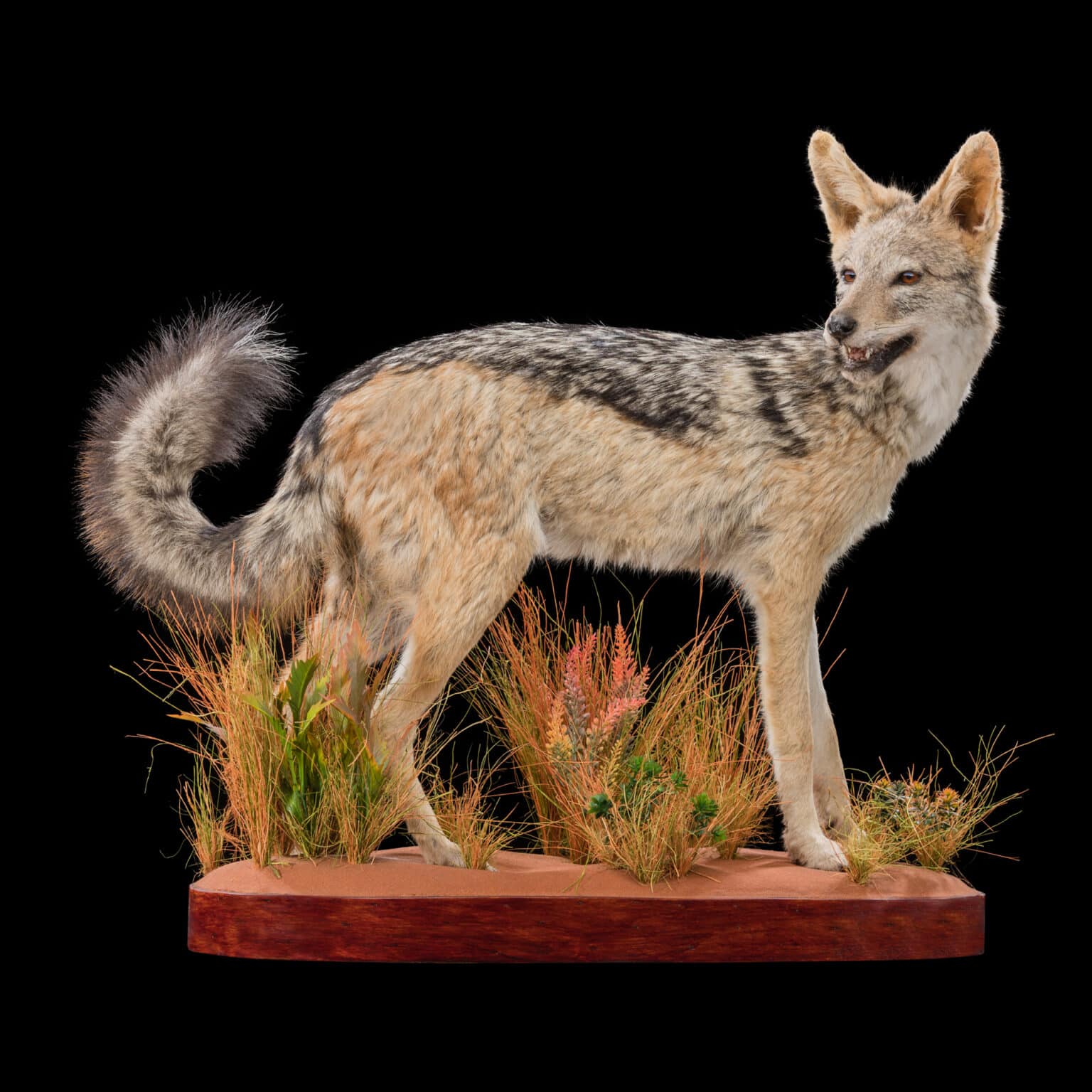 Best JACKAL Taxidermy South Africa | Get JACKAL Trophy Quote