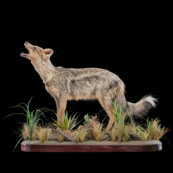 Best JACKAL Taxidermy South Africa | Get JACKAL Trophy Quote