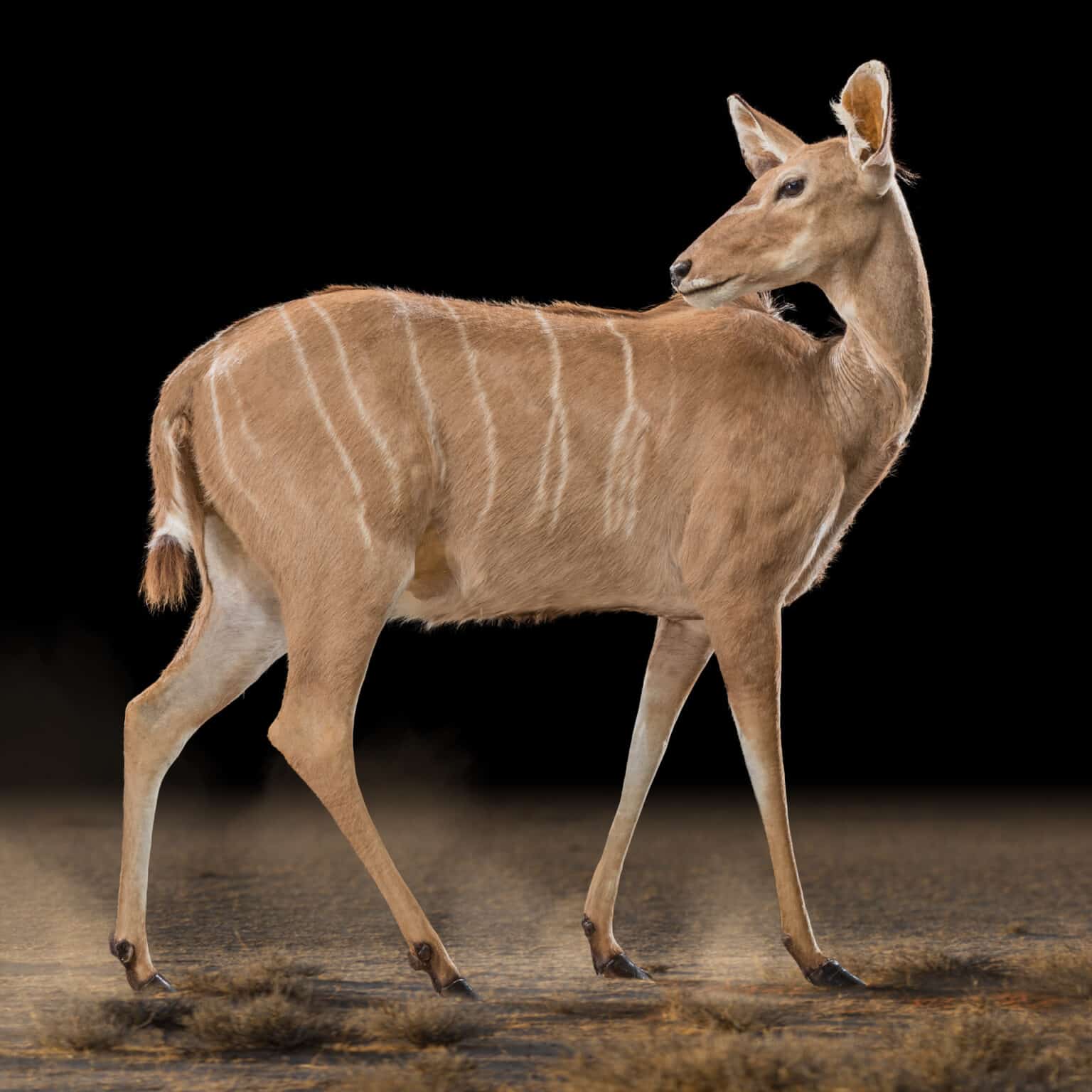 Best KUDU Taxidermy South Africa | Get KUDU Trophy Quote