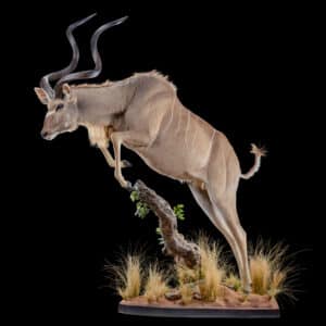 Best KUDU Taxidermy South Africa | Get KUDU Trophy Quote
