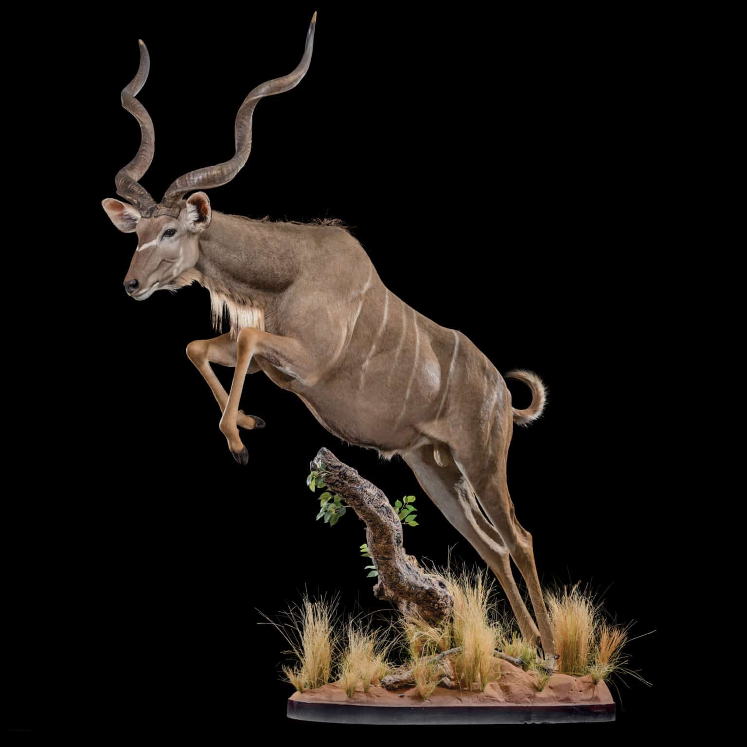 Best KUDU Taxidermy South Africa | Get KUDU Trophy Quote