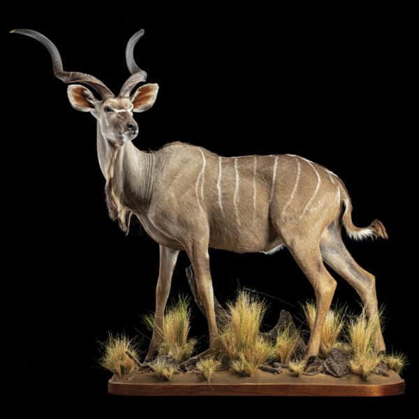 Best KUDU Taxidermy South Africa | Get KUDU Trophy Quote