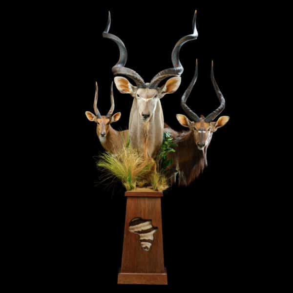 Best KUDU Taxidermy South Africa | Get KUDU Trophy Quote