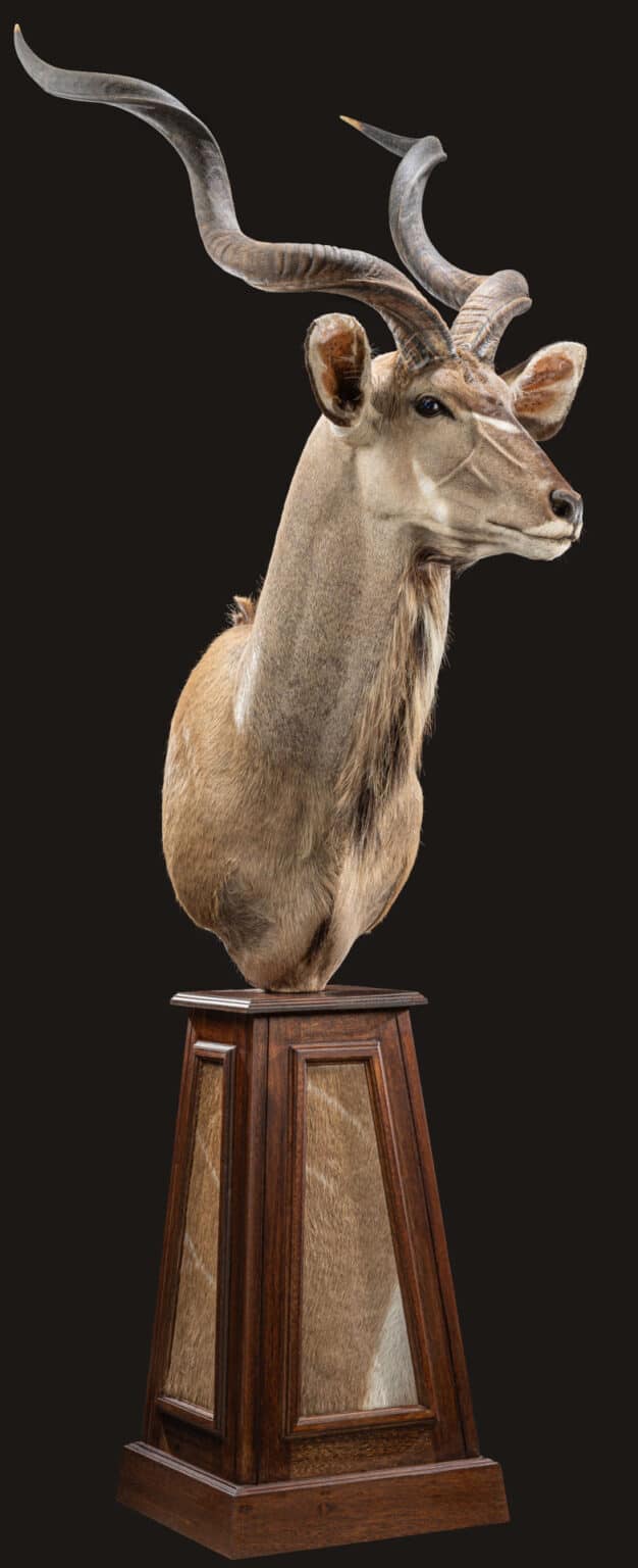 Best KUDU Taxidermy South Africa | Get KUDU Trophy Quote