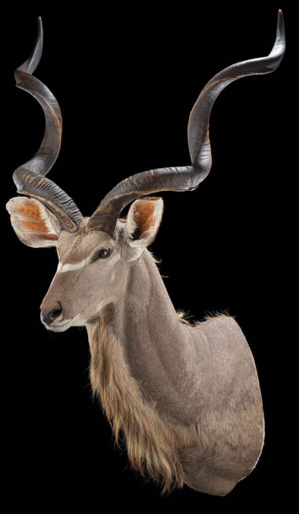 Best KUDU Taxidermy South Africa | Get KUDU Trophy Quote