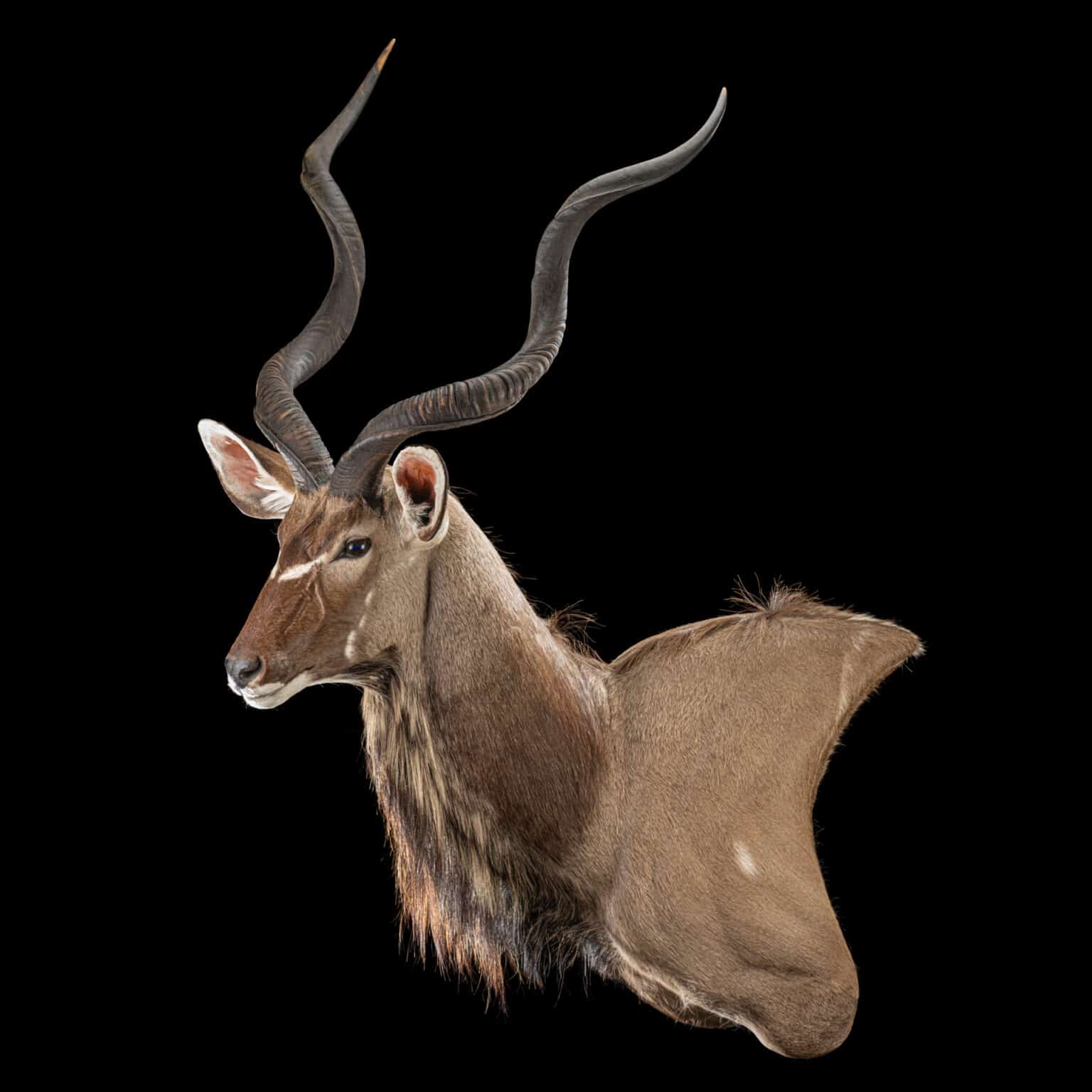 Best KUDU Taxidermy South Africa | Get KUDU Trophy Quote