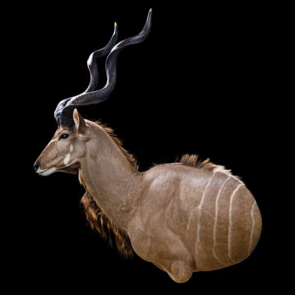 Best KUDU Taxidermy South Africa | Get KUDU Trophy Quote