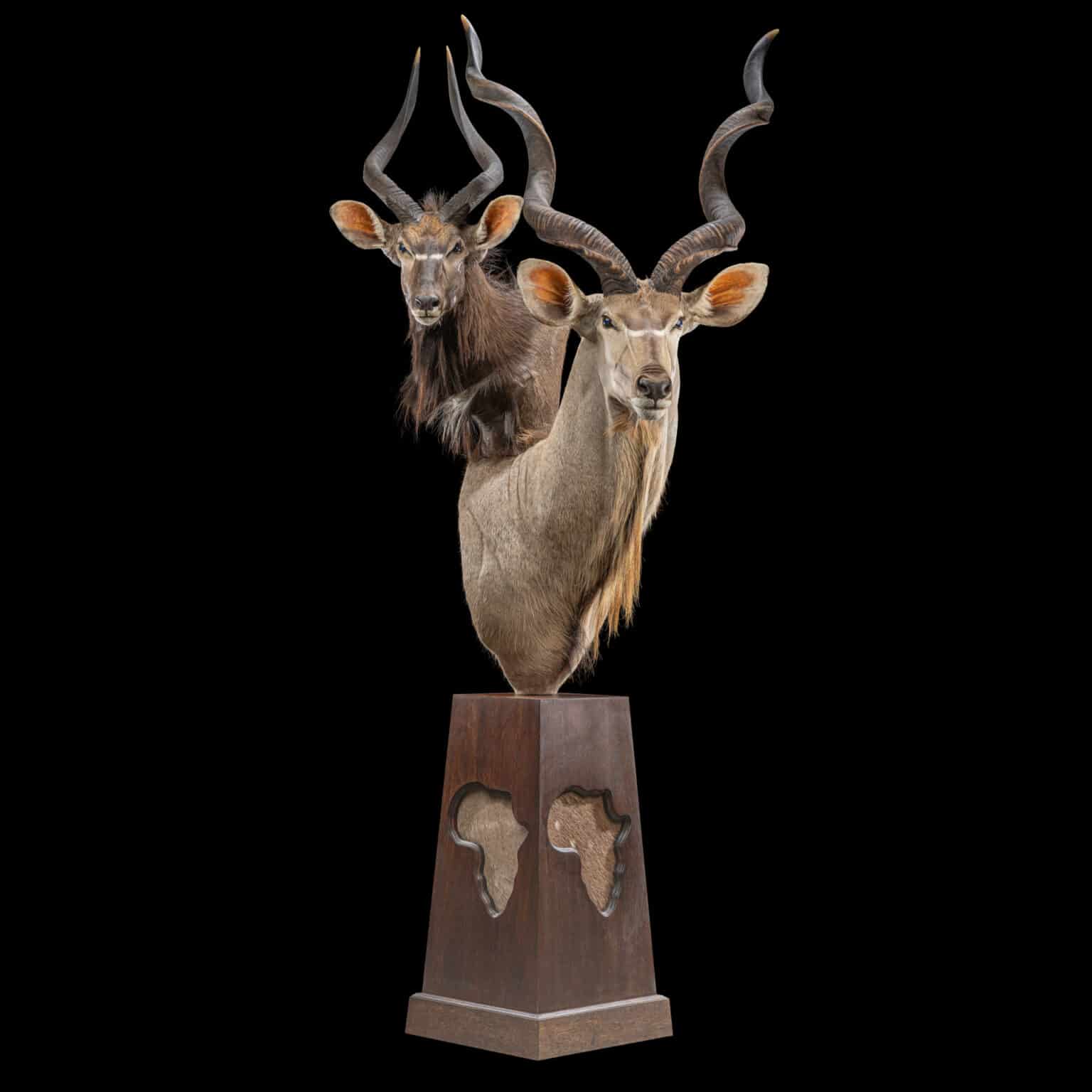 Best KUDU Taxidermy South Africa | Get KUDU Trophy Quote