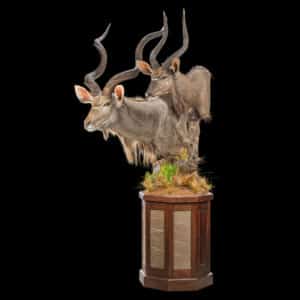 Best KUDU Taxidermy South Africa | Get KUDU Trophy Quote