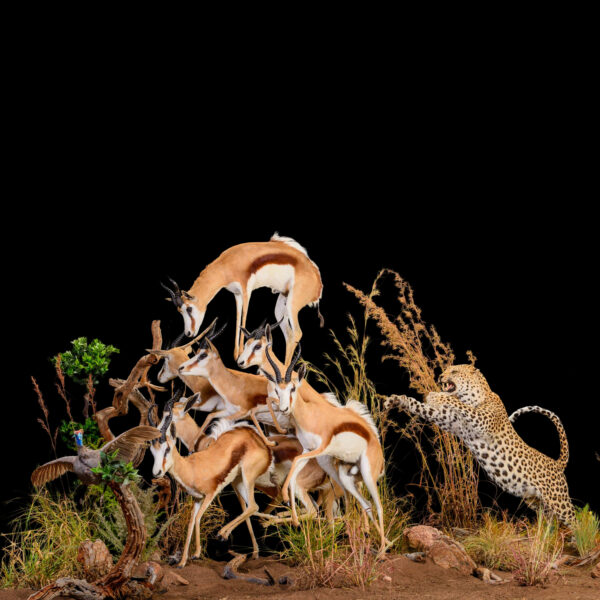 SPRINGBUCK Taxidermy South Africa | SPRINGBUCK Trophy Quote