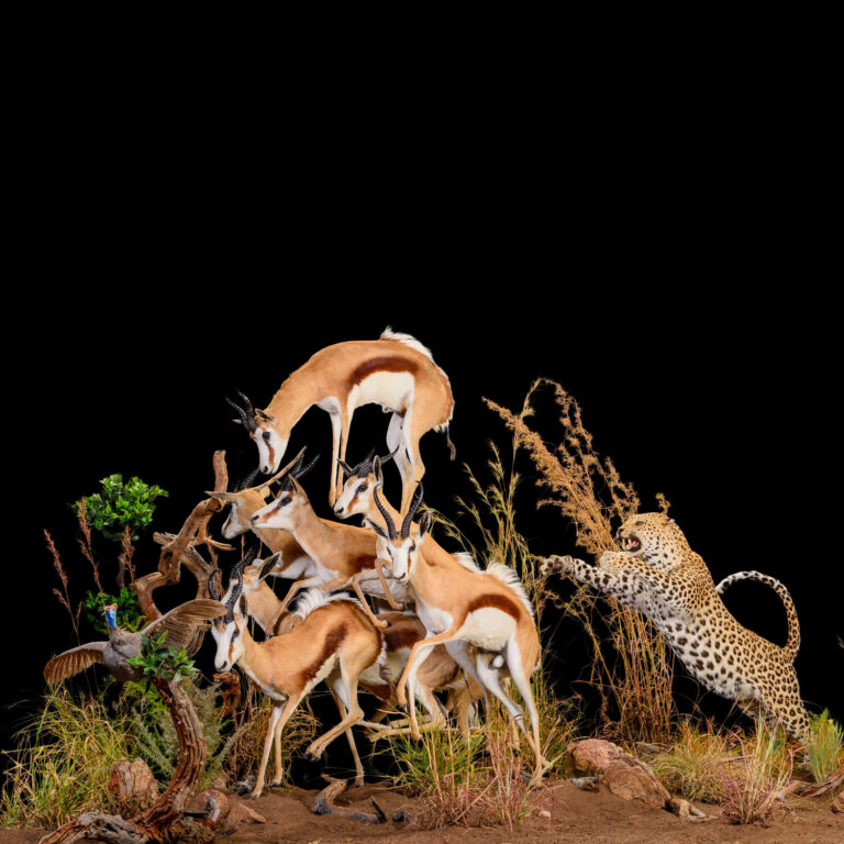 SPRINGBUCK Taxidermy South Africa | SPRINGBUCK Trophy Quote