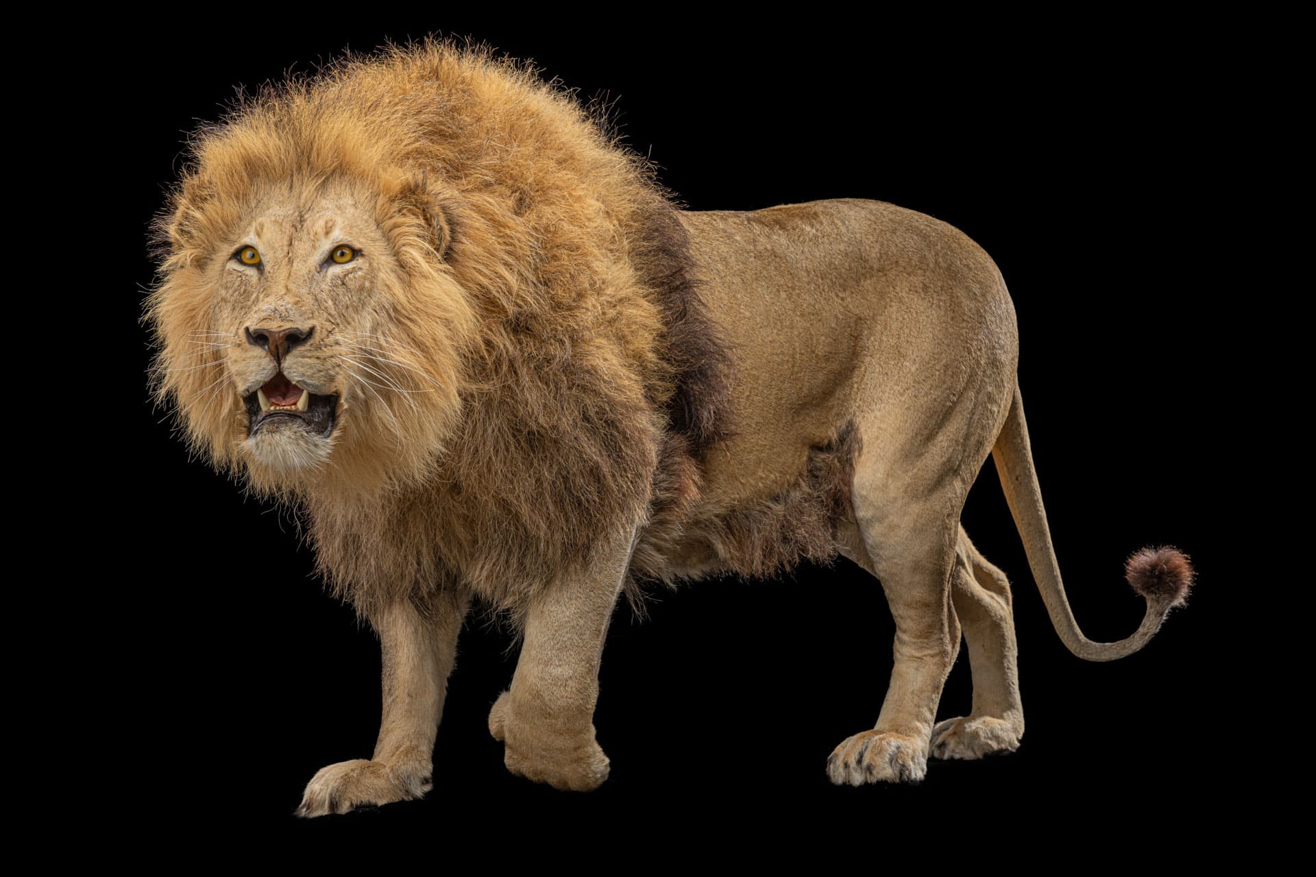 Best LION Taxidermy South Africa | Get LION Trophy Quote