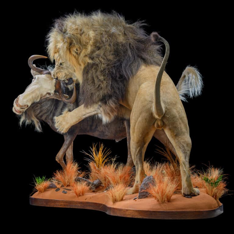 WILDEBEEST Taxidermy South Africa | WILDEBEEST Trophy Quote