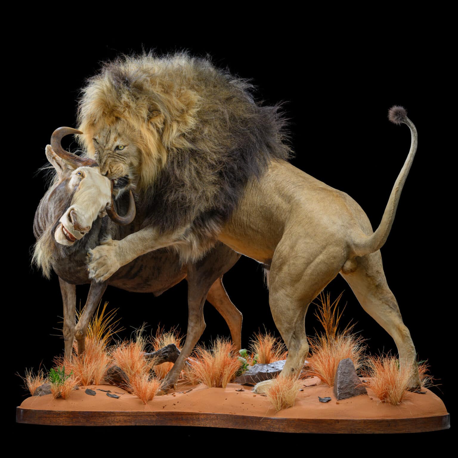 WILDEBEEST Taxidermy South Africa | WILDEBEEST Trophy Quote