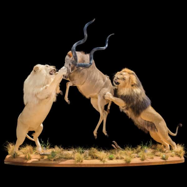 Best KUDU Taxidermy South Africa | Get KUDU Trophy Quote