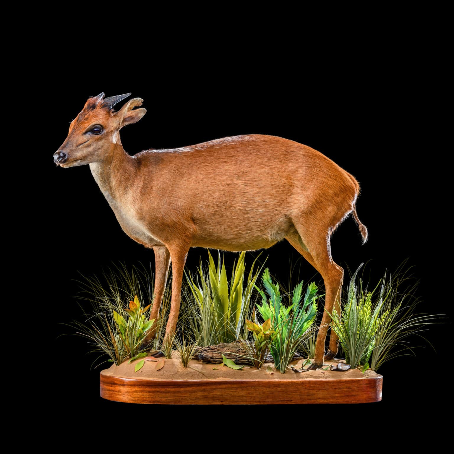 DUIKER Taxidermy South Africa | Get DUIKER Trophy Quote