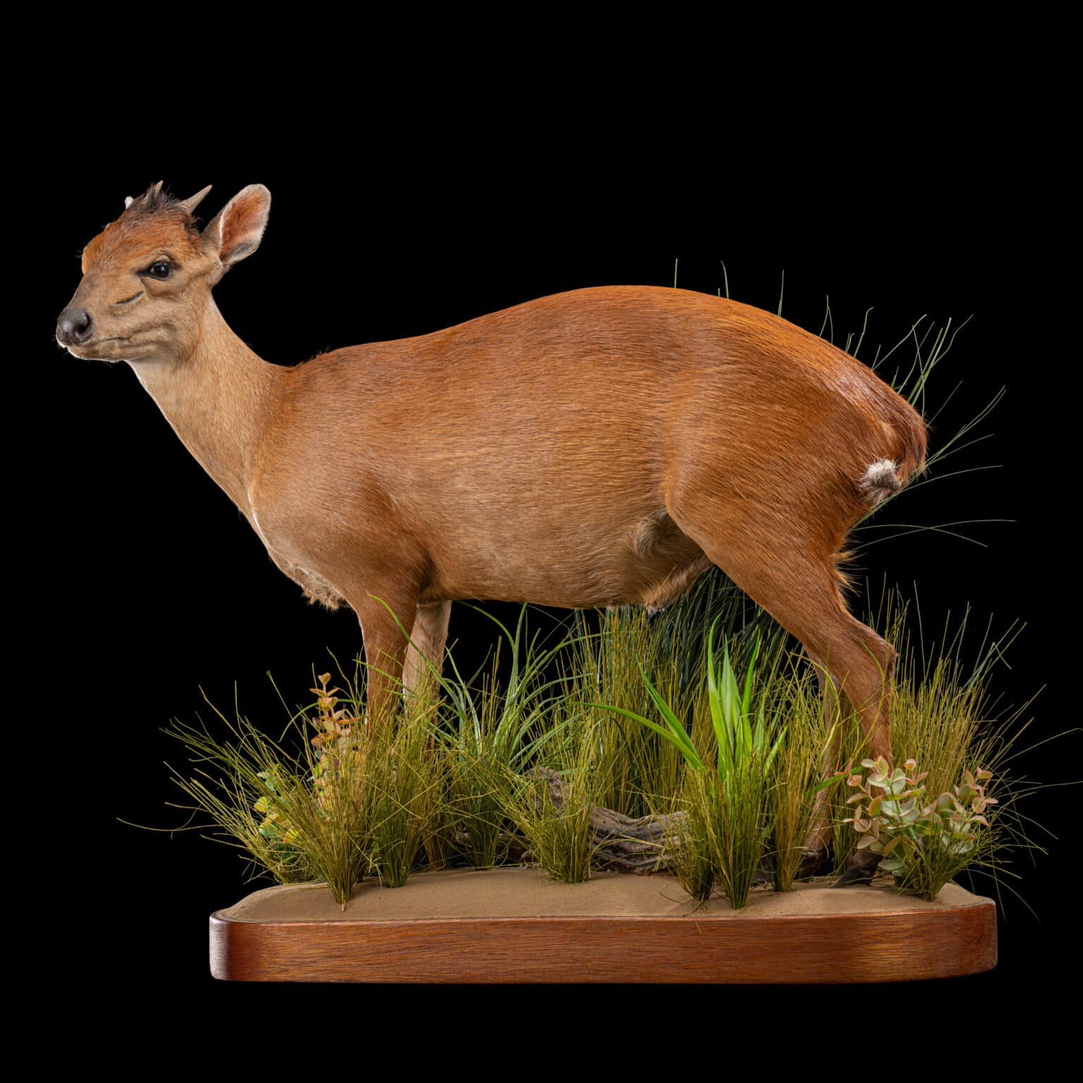 DUIKER Taxidermy South Africa | Get DUIKER Trophy Quote