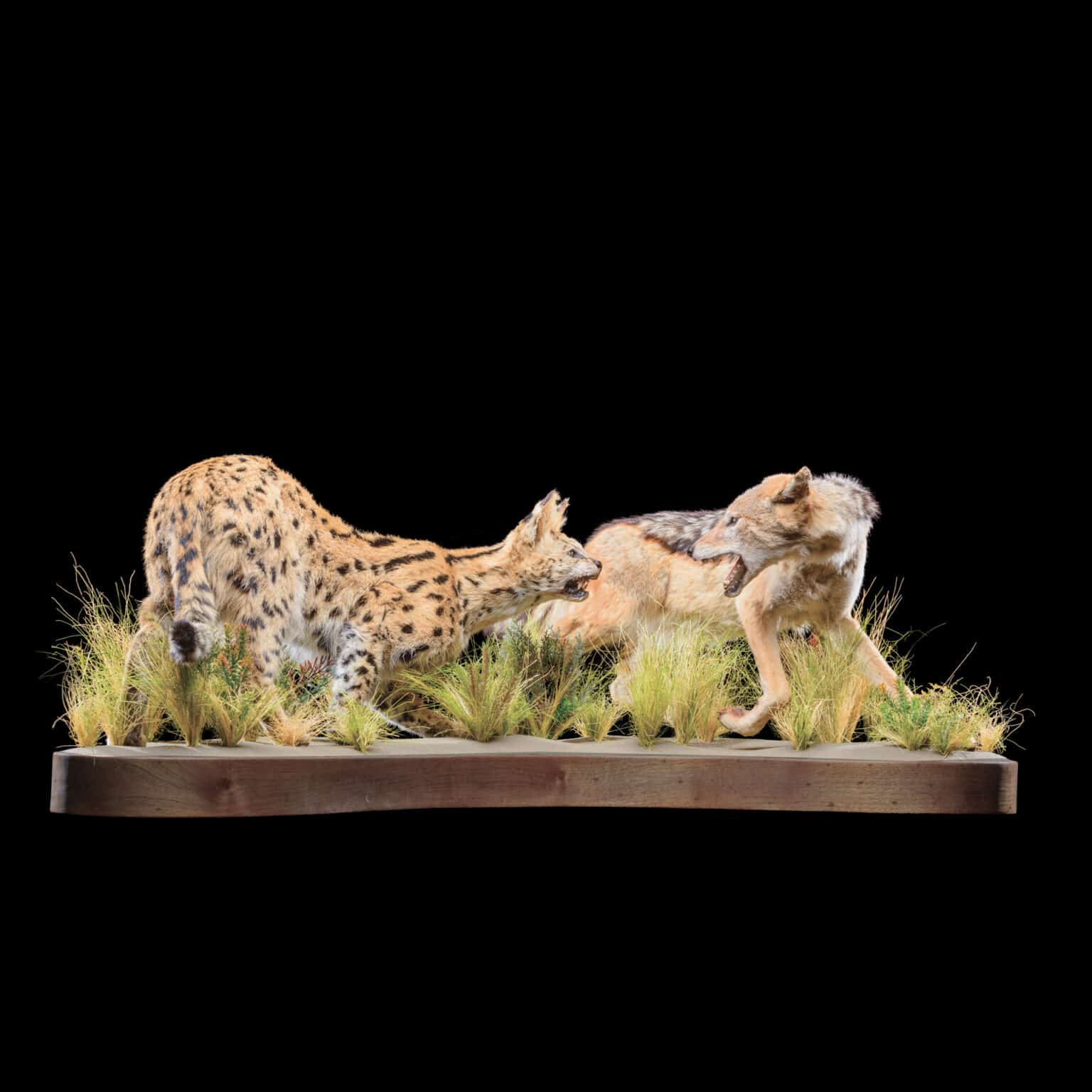 Best JACKAL Taxidermy South Africa | Get JACKAL Trophy Quote