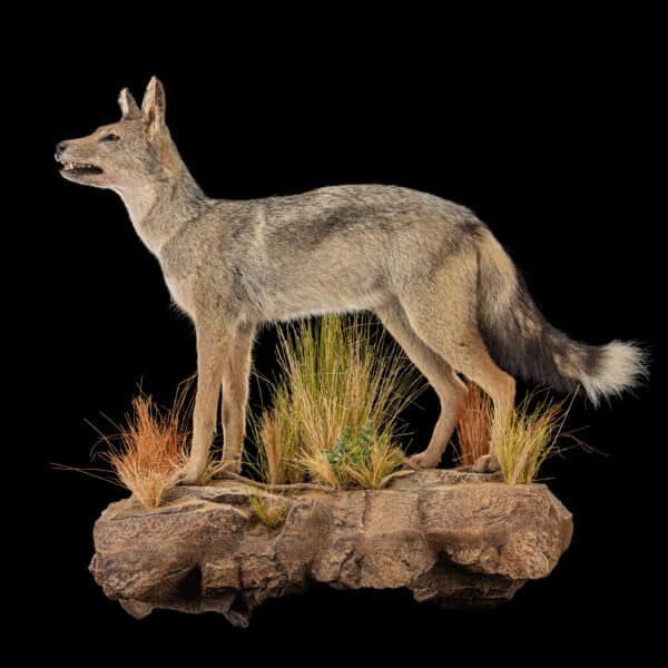 Best JACKAL Taxidermy South Africa | Get JACKAL Trophy Quote