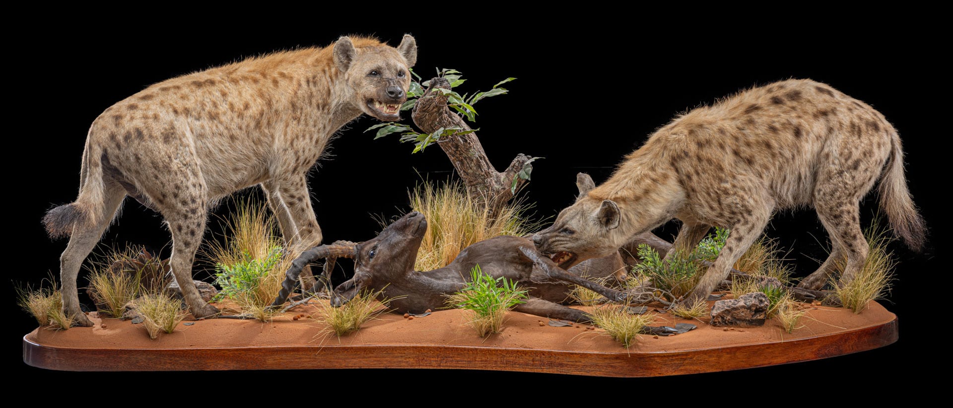 Best HYENA Taxidermy South Africa | Get HYENA Trophy Quote