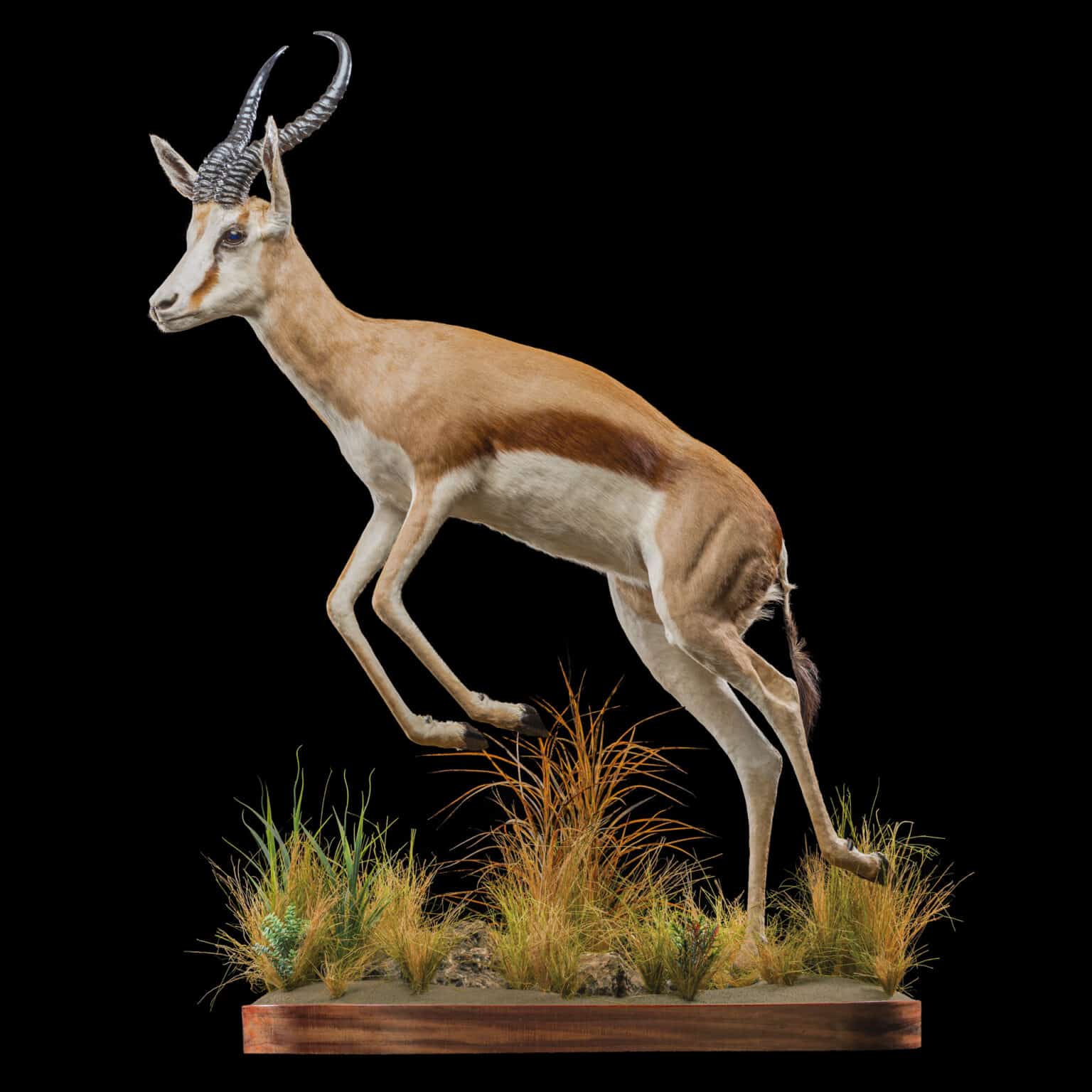 SPRINGBUCK Taxidermy South Africa | SPRINGBUCK Trophy Quote