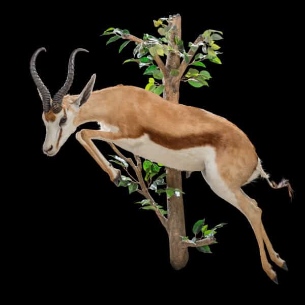 SPRINGBUCK Taxidermy South Africa | SPRINGBUCK Trophy Quote