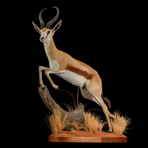 SPRINGBUCK Taxidermy South Africa | SPRINGBUCK Trophy Quote