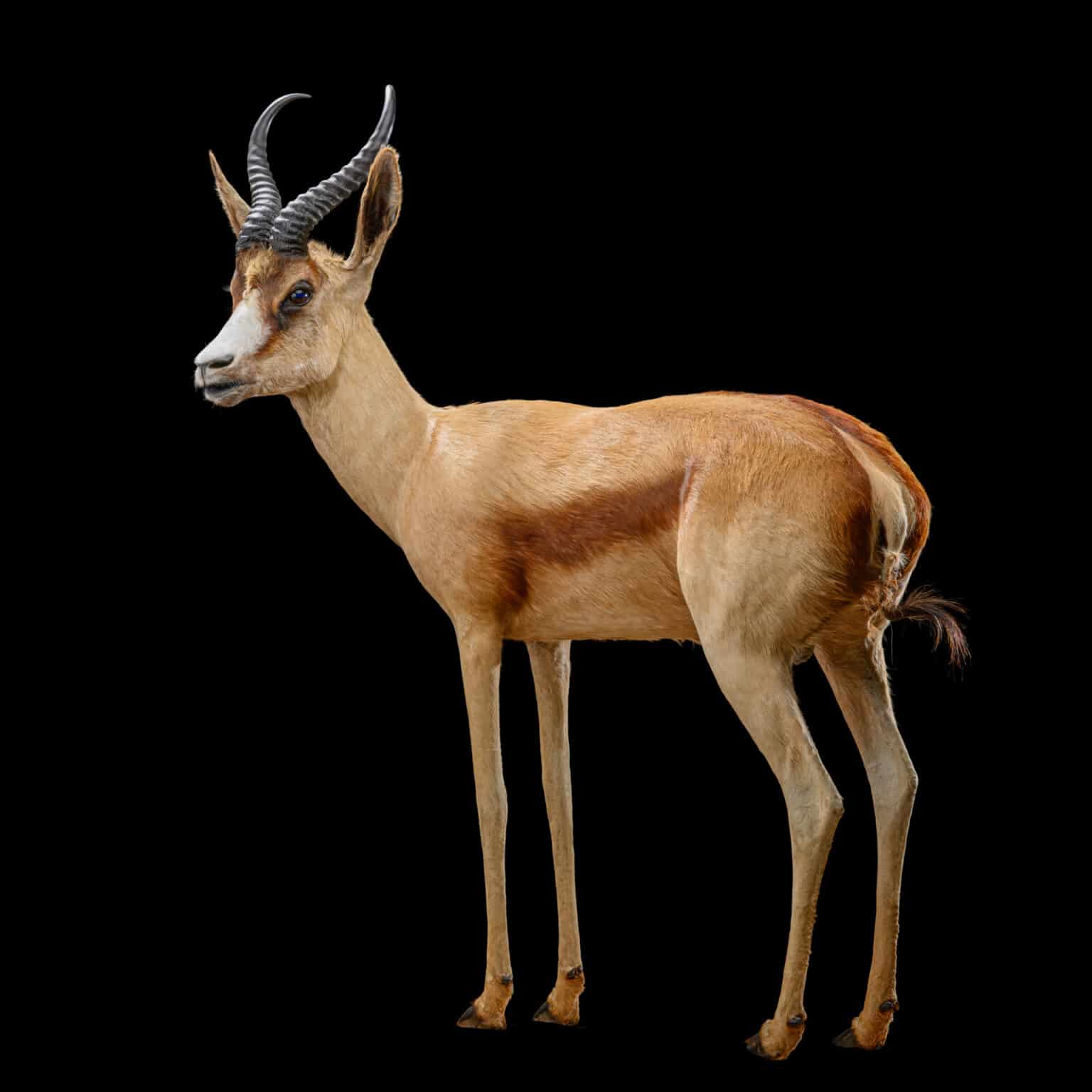 SPRINGBUCK Taxidermy South Africa | SPRINGBUCK Trophy Quote