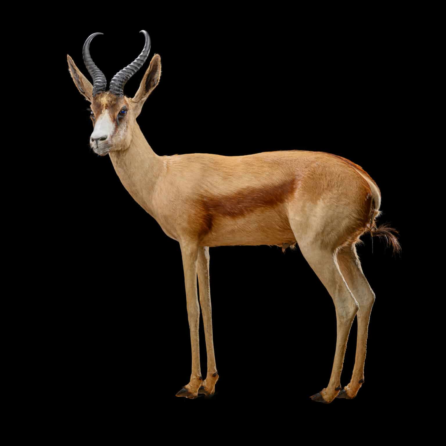 SPRINGBUCK Taxidermy South Africa | SPRINGBUCK Trophy Quote