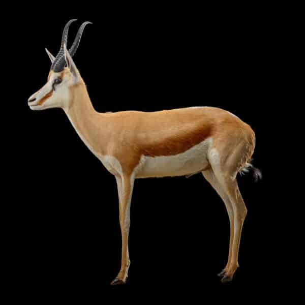SPRINGBUCK Taxidermy South Africa | SPRINGBUCK Trophy Quote