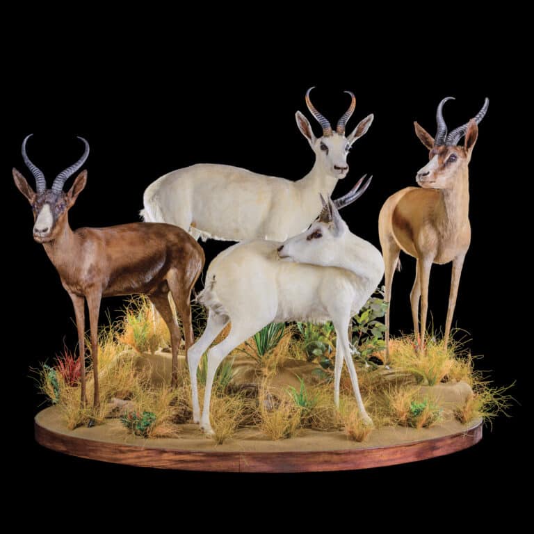 SPRINGBUCK Taxidermy South Africa | SPRINGBUCK Trophy Quote