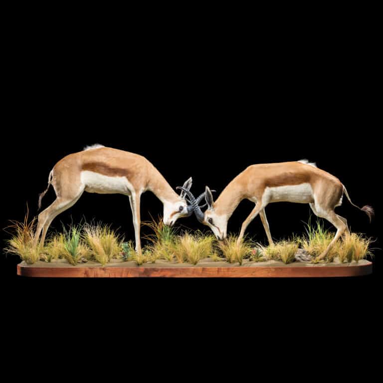 SPRINGBUCK Taxidermy South Africa | SPRINGBUCK Trophy Quote