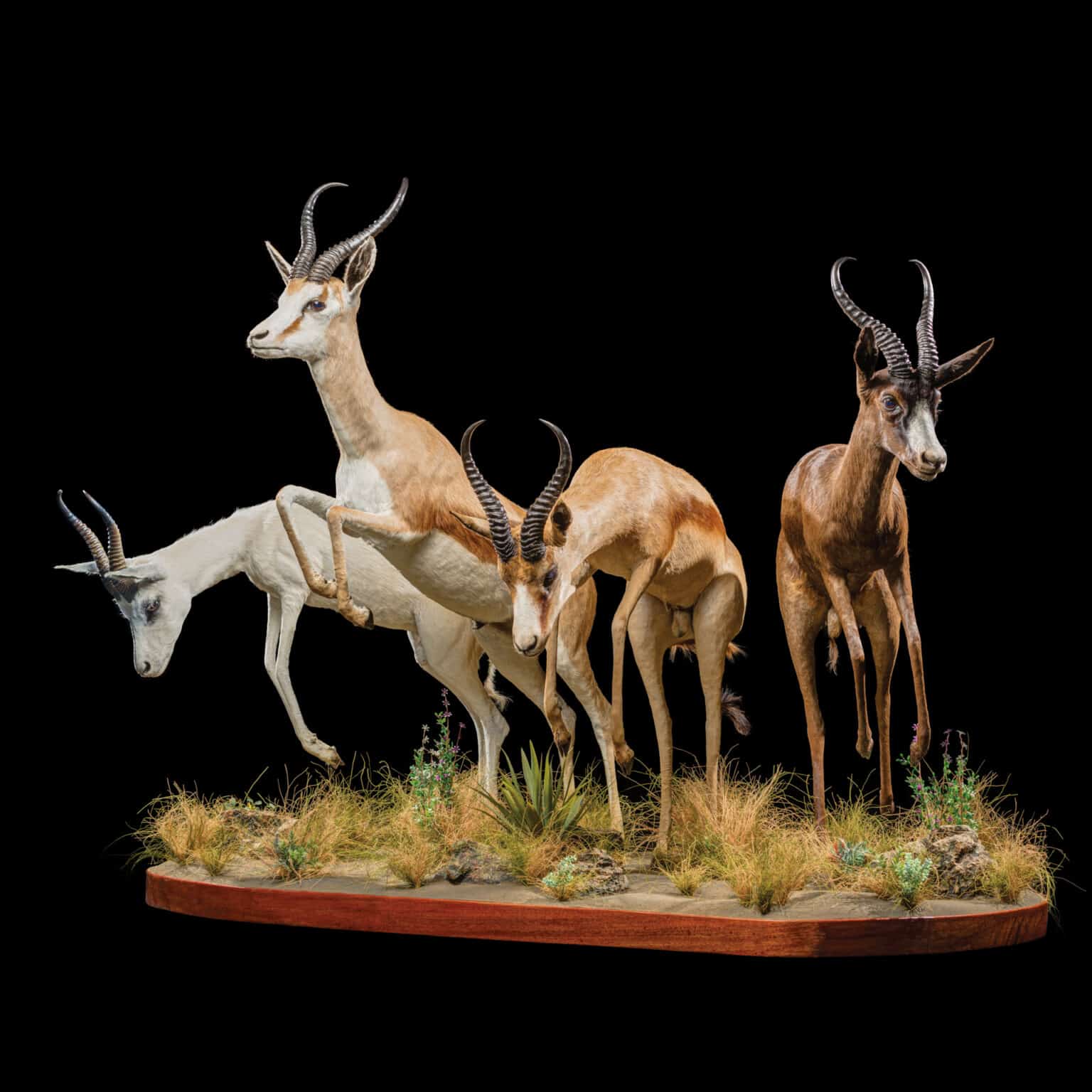 SPRINGBUCK Taxidermy South Africa | SPRINGBUCK Trophy Quote