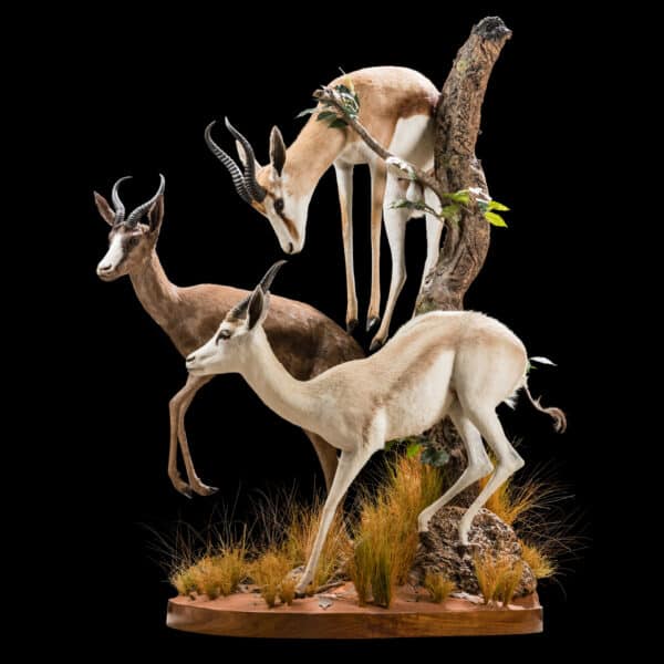 SPRINGBUCK Taxidermy South Africa | SPRINGBUCK Trophy Quote