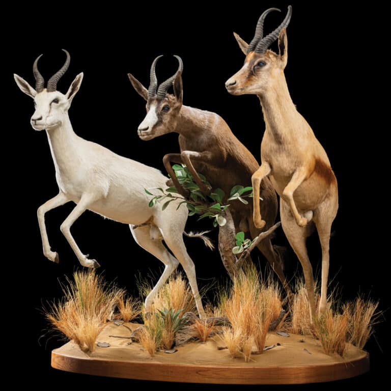 SPRINGBUCK Taxidermy South Africa | SPRINGBUCK Trophy Quote