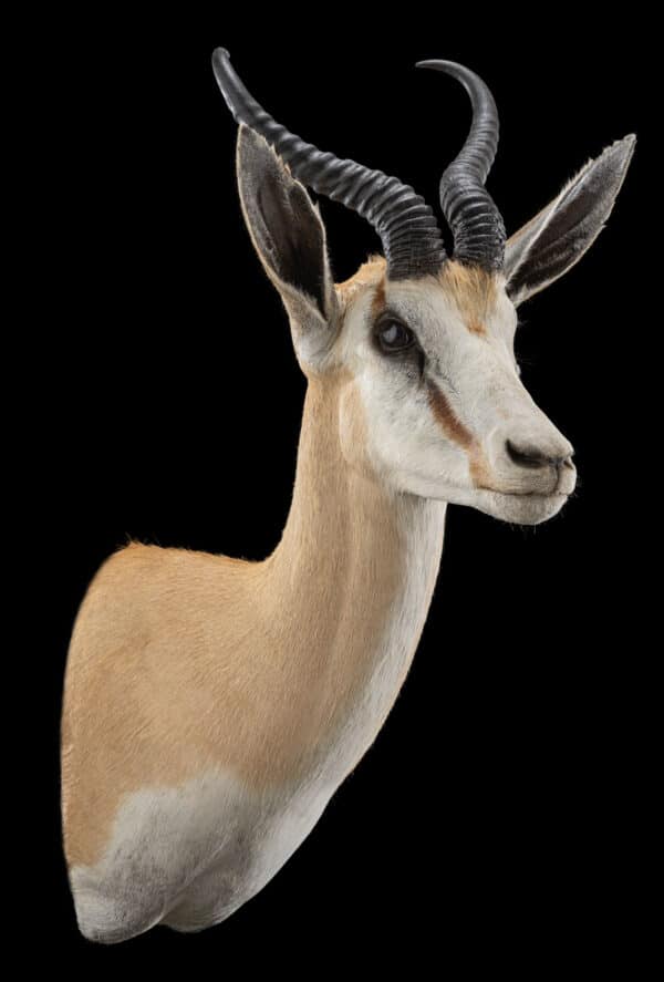 SPRINGBUCK Taxidermy South Africa | SPRINGBUCK Trophy Quote