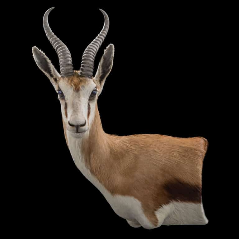 SPRINGBUCK Taxidermy South Africa | SPRINGBUCK Trophy Quote