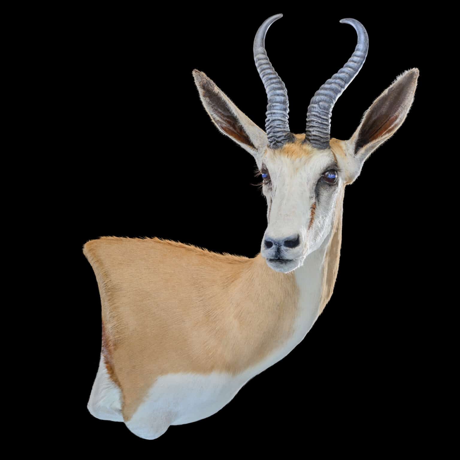 SPRINGBUCK Taxidermy South Africa | SPRINGBUCK Trophy Quote