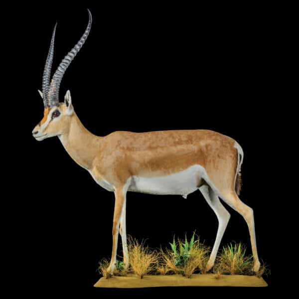 GAZELLE Taxidermy South Africa | Get GAZELLE Trophy Quote