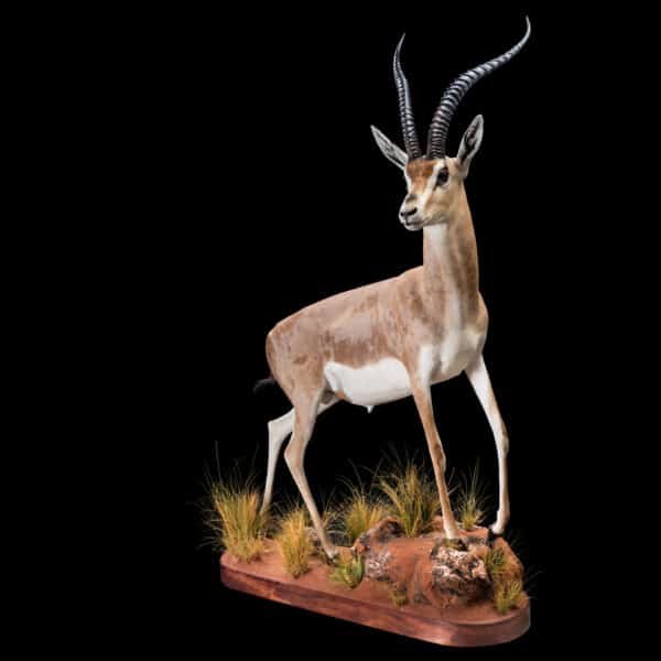 GAZELLE Taxidermy South Africa | Get GAZELLE Trophy Quote