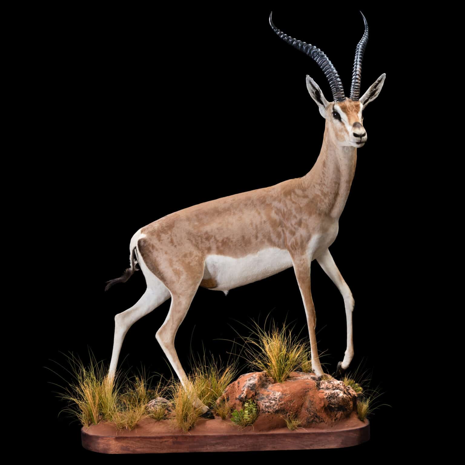 GAZELLE Taxidermy South Africa | Get GAZELLE Trophy Quote