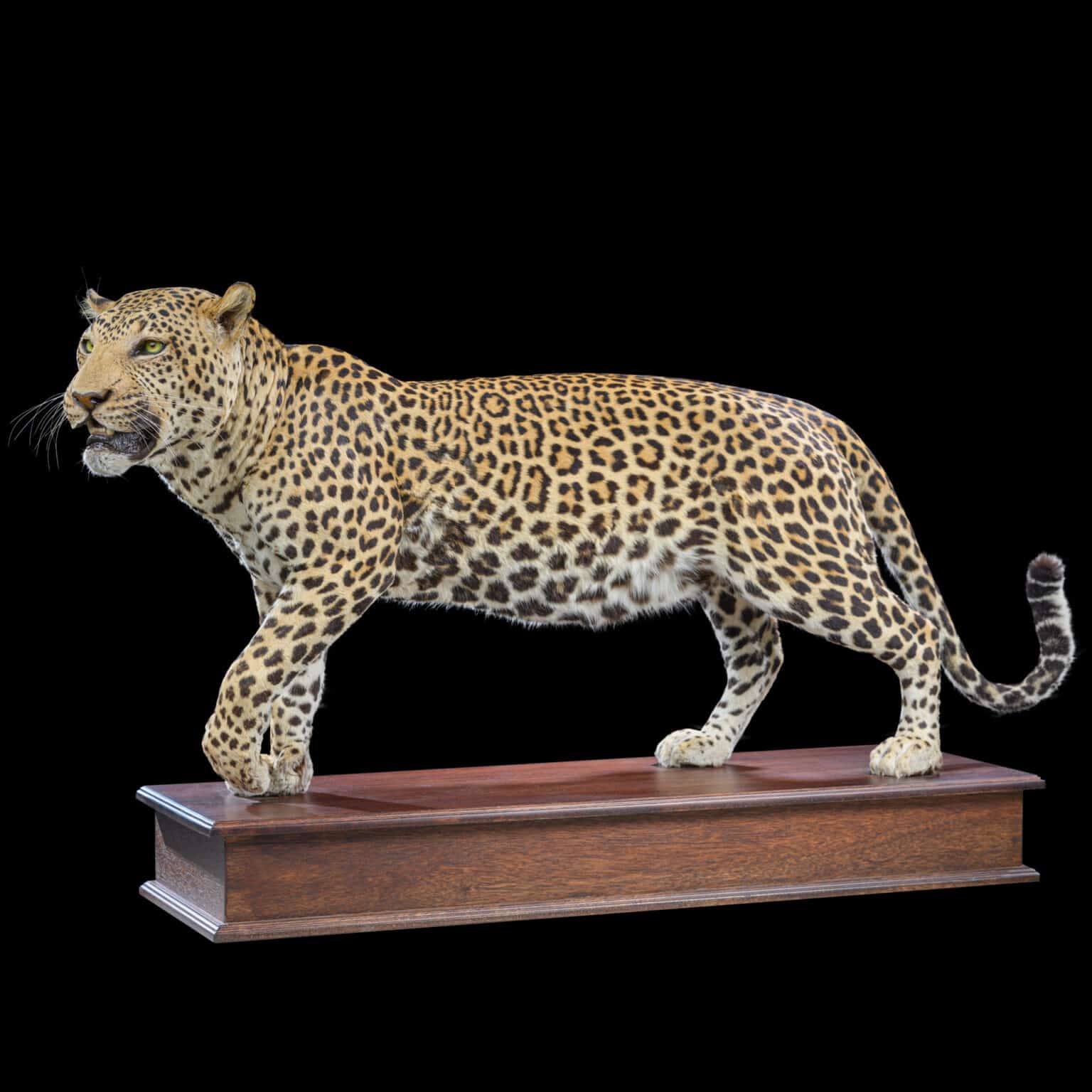 LEOPARD Taxidermy South Africa | Get LEOPARD Trophy Quote