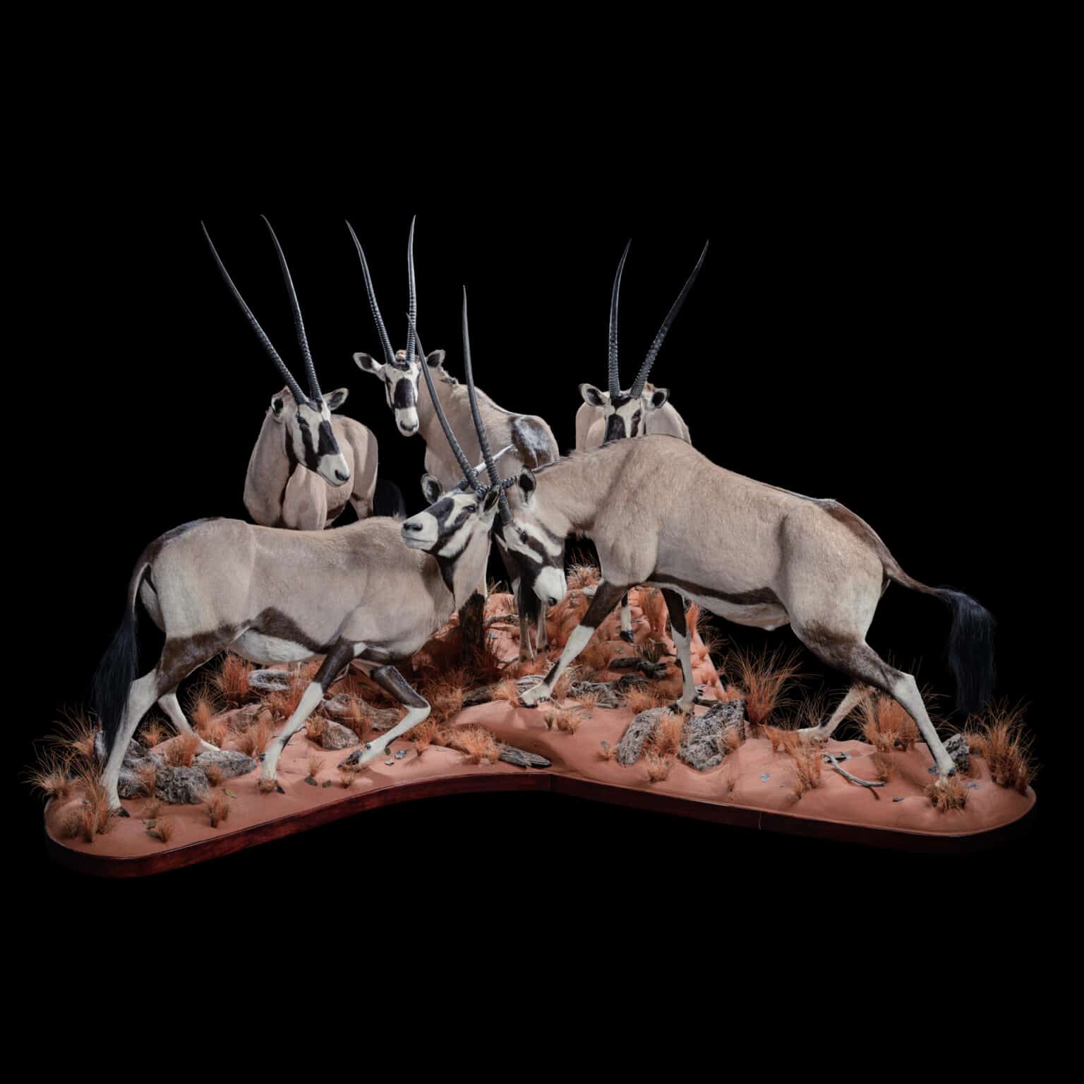 GEMSBUCK ORYX Taxidermy South Africa | Get GEMSBUCK ORYX Trophy Quote