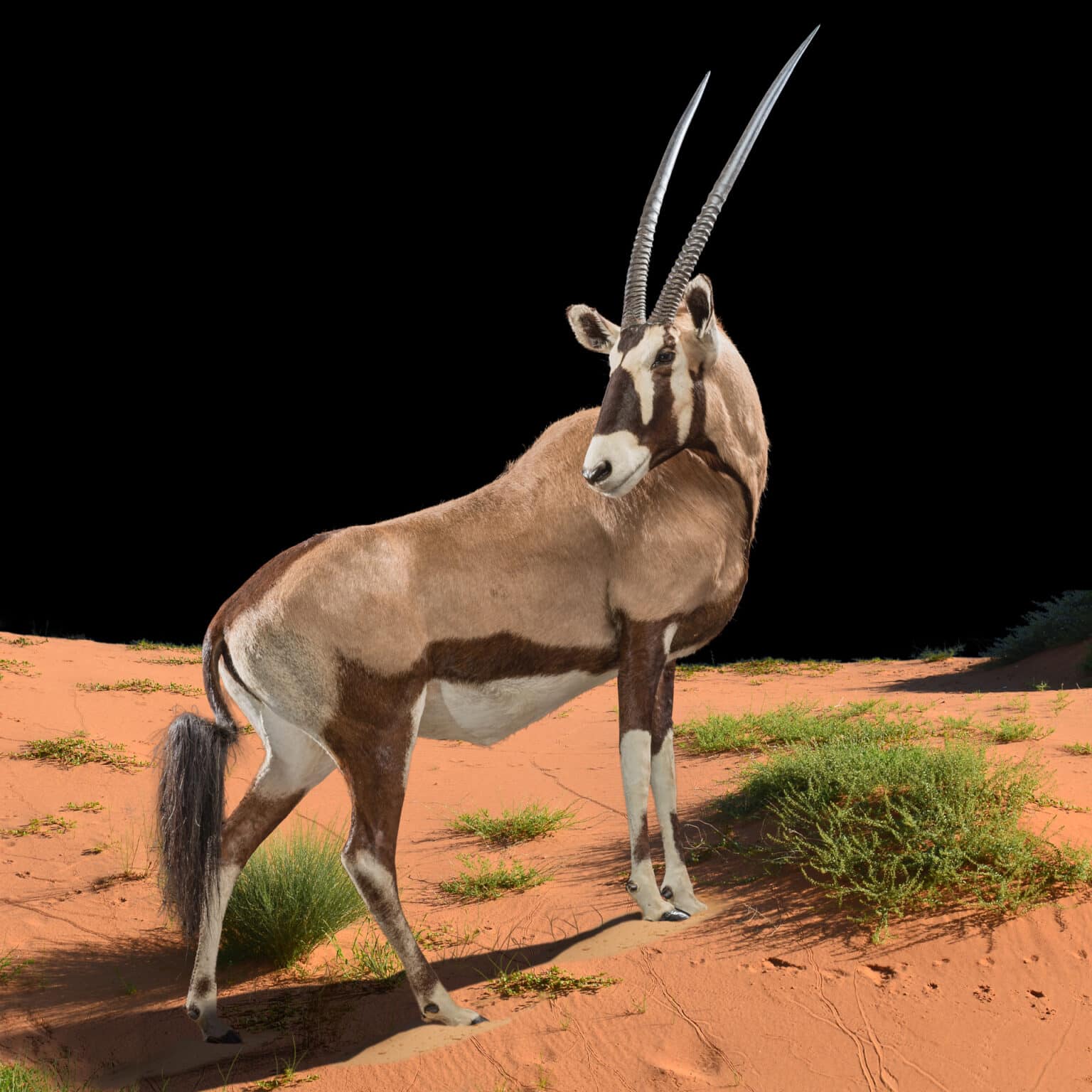 GEMSBUCK ORYX Taxidermy South Africa | Get GEMSBUCK ORYX Trophy Quote