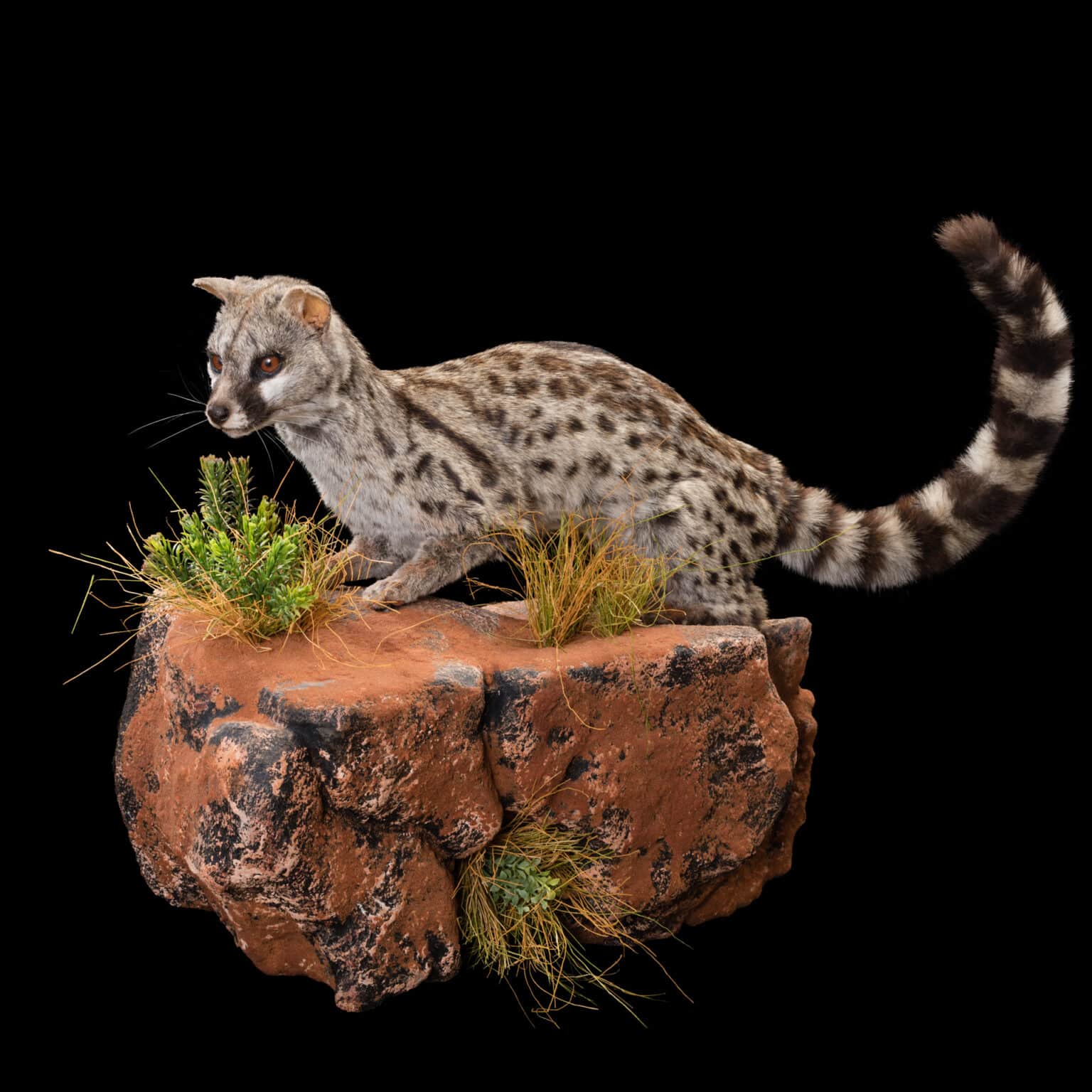 GENET Taxidermy South Africa | Get GENET Trophy Quote