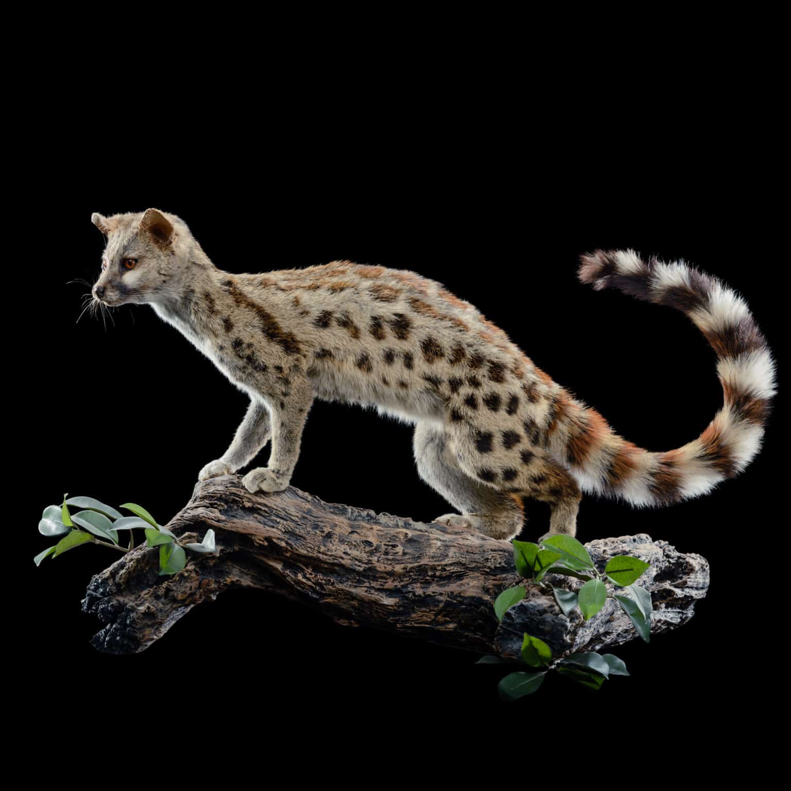GENET Taxidermy South Africa | Get GENET Trophy Quote