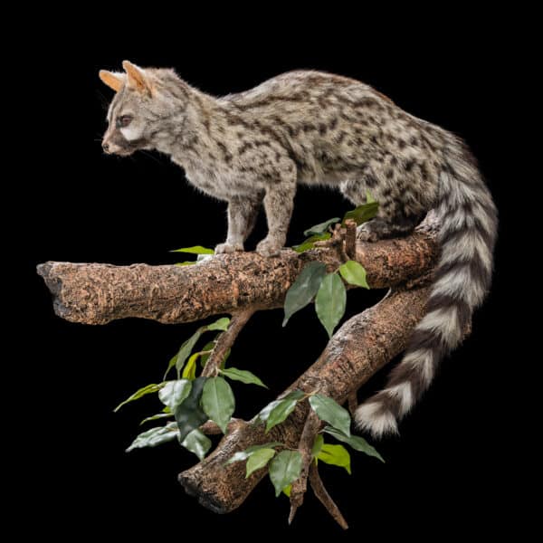 GENET Taxidermy South Africa | Get GENET Trophy Quote