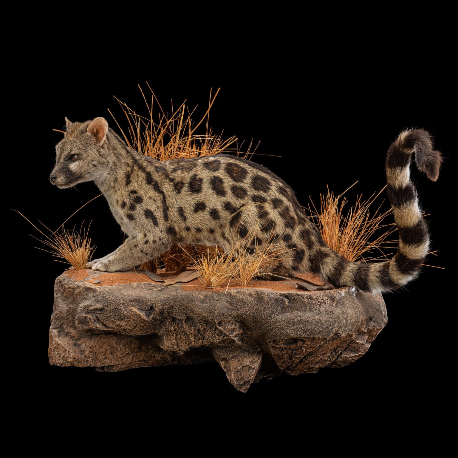 GENET Taxidermy South Africa | Get GENET Trophy Quote
