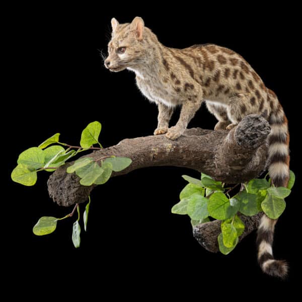 GENET Taxidermy South Africa | Get GENET Trophy Quote