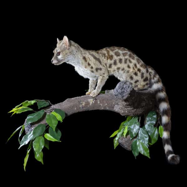 GENET Taxidermy South Africa | Get GENET Trophy Quote
